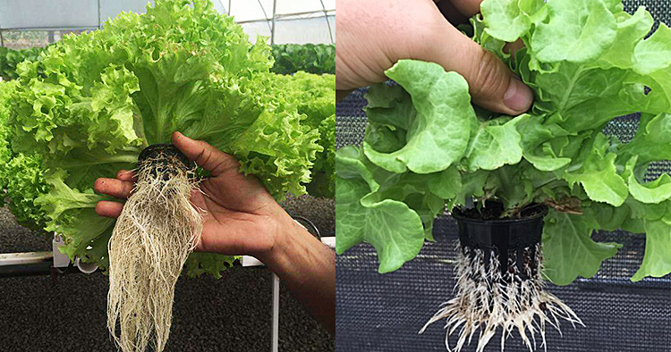 News - How to Use Hydroponic Net Pot