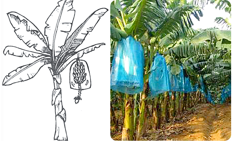 News - Banana Bagging Precautions