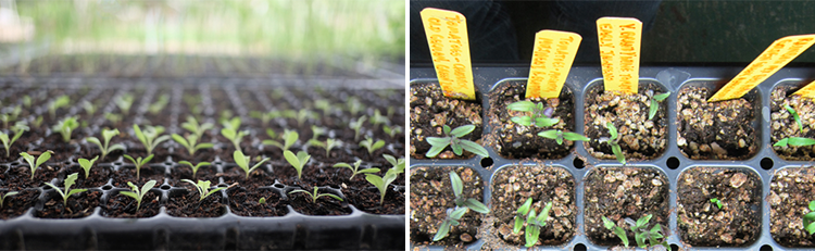 News - How to grow seedlings from seeds?